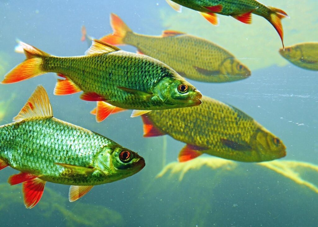 Tatlı su balıklarını tüketmek sağlığa zararlı mı? Uzmanlar haftada 170 ...