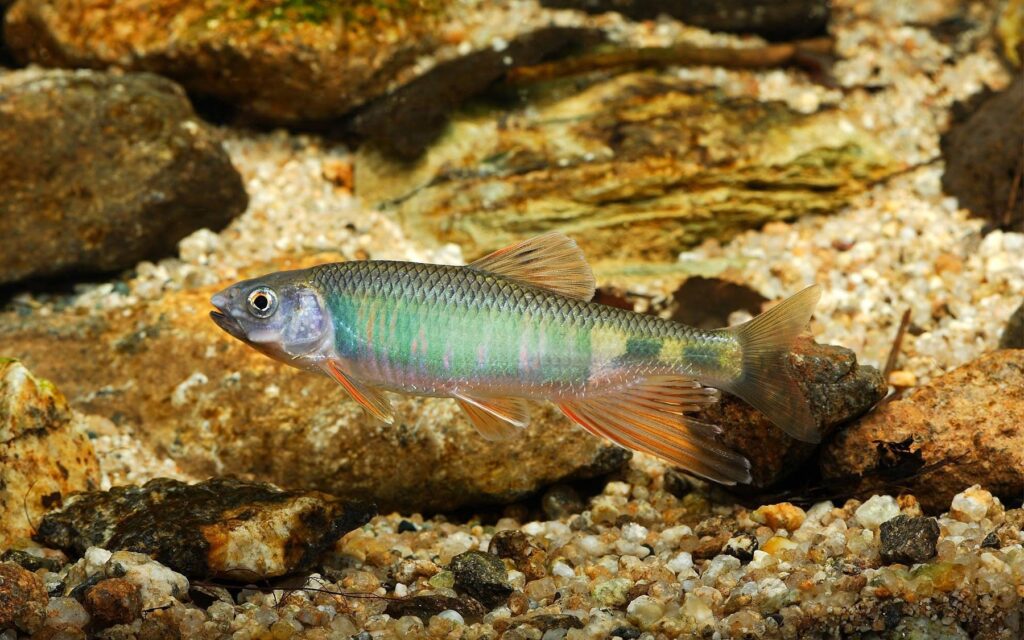 Tatlı su balıklarını tüketmek sağlığa zararlı mı? Uzmanlar haftada 170 ...