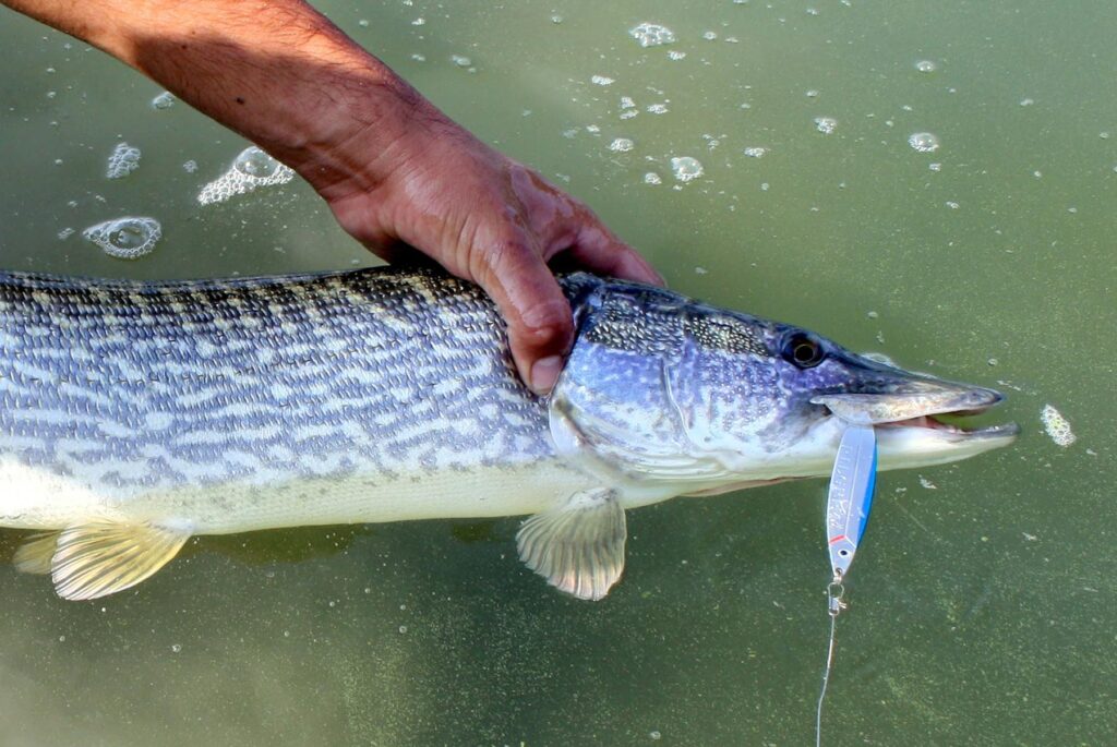 Tatlı su balıklarını tüketmek sağlığa zararlı mı? Uzmanlar haftada 170 ...